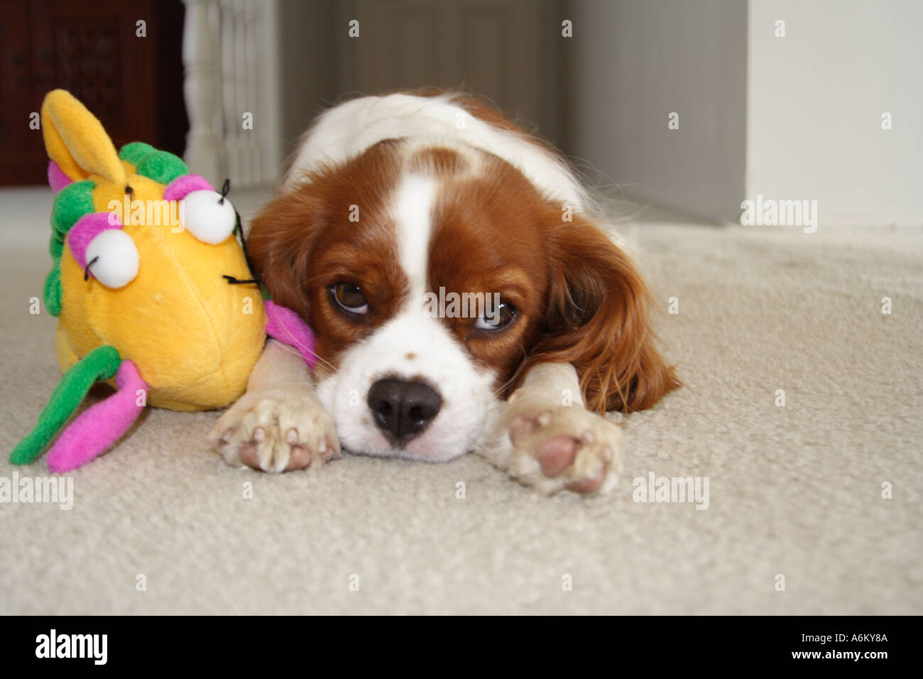 A KING CHARLES CAVALIER SPANIEL PLAYING WITH A DOG TOY BAPD1111 Stock ...