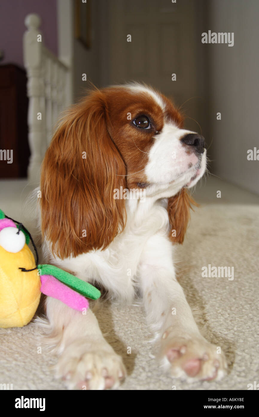 King charles cavaliar hi-res stock photography and images - Alamy