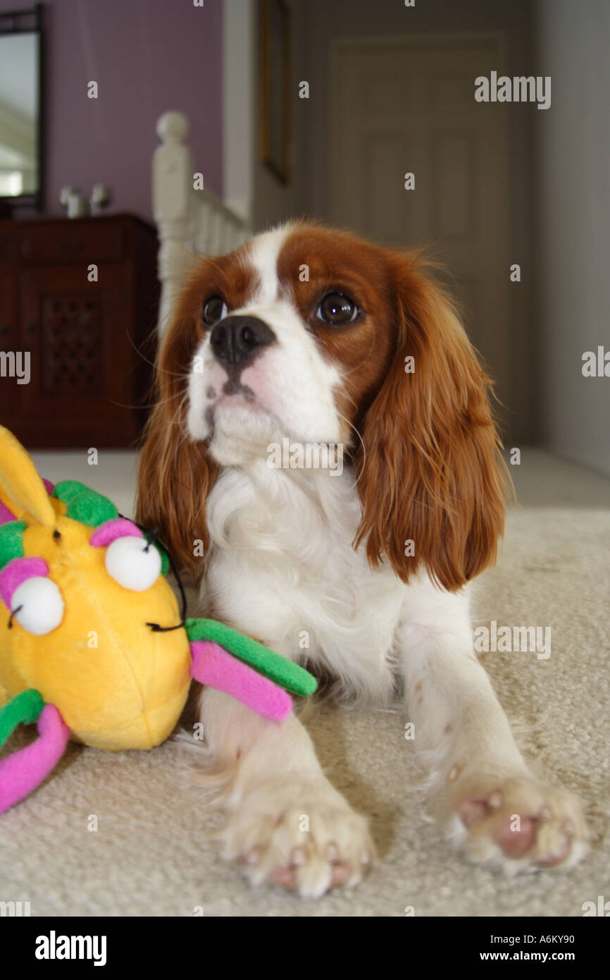 A KING CHARLES CAVALIER SPANIEL PLAYING WITH A DOG TOY BAPD1115 Stock ...
