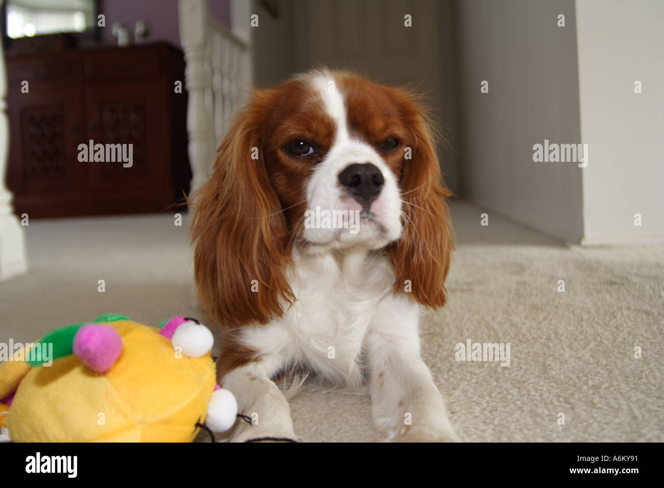 King charles cavaliar hi-res stock photography and images - Alamy