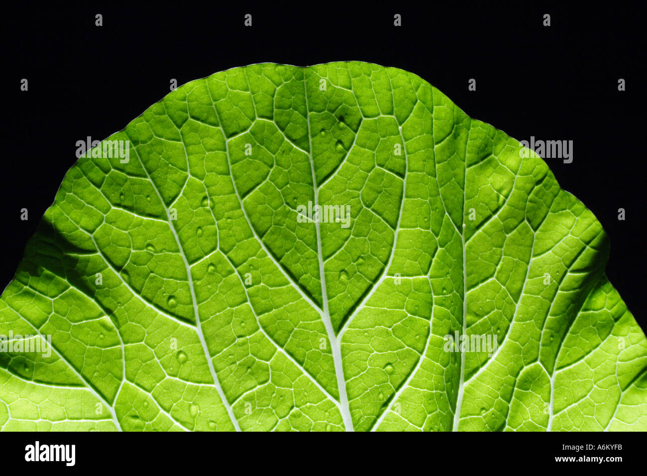 BOK CHOY LEAVES BAPD1158 PAK CHOY CHINESE BUK Stock Photo - Alamy