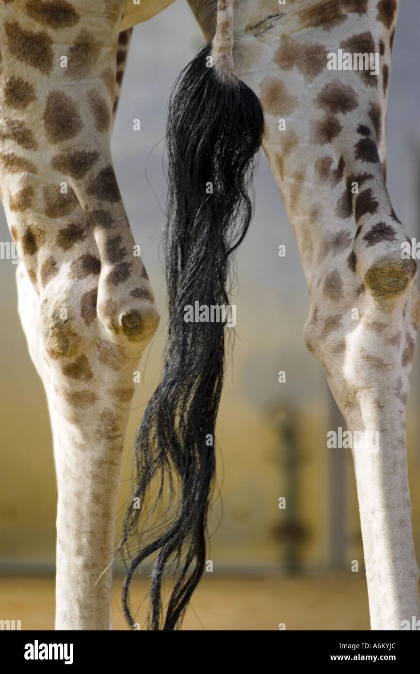 Giraffe bottom hi-res stock photography and images - Alamy