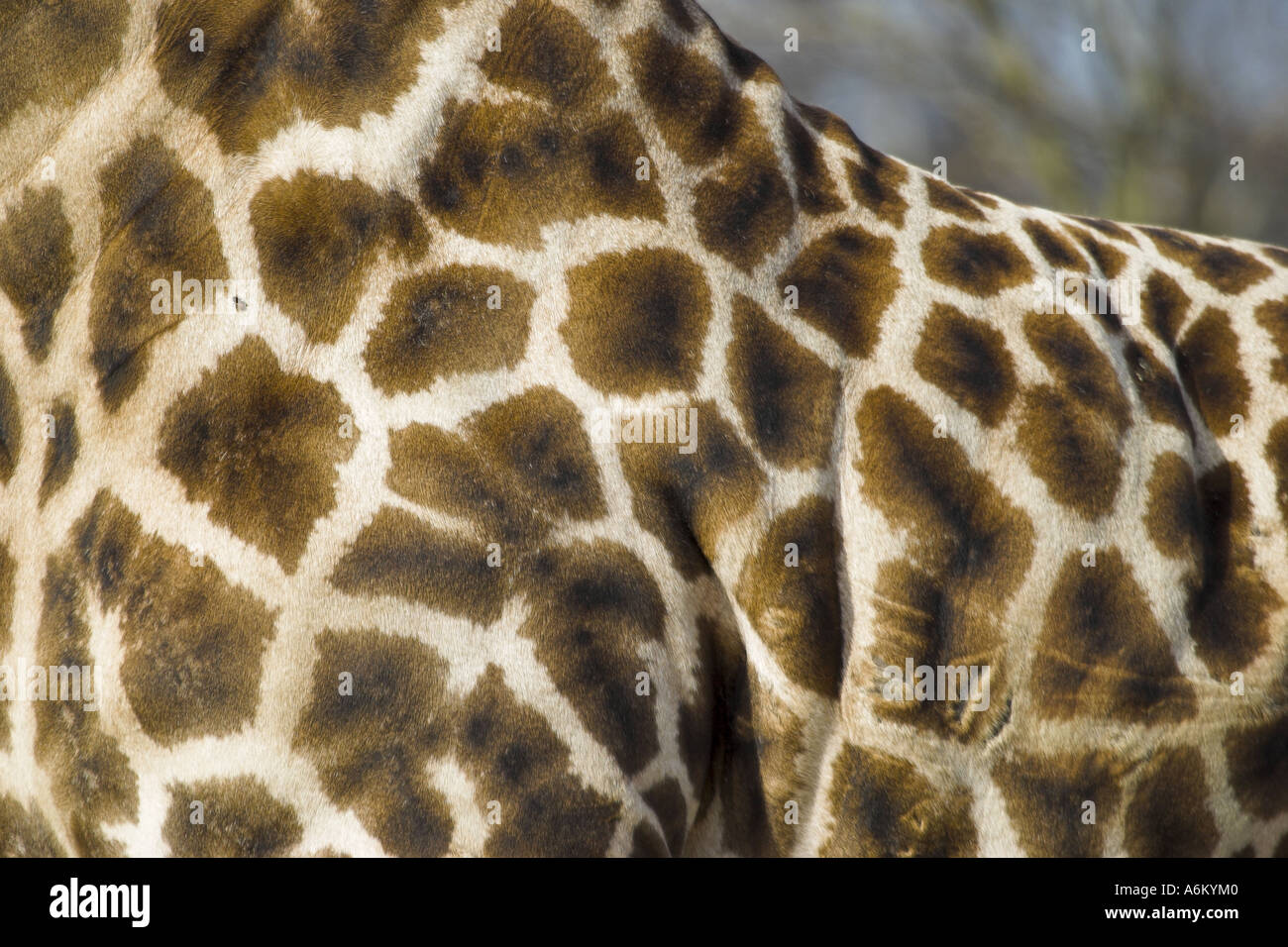 Detailed marks hi-res stock photography and images - Alamy