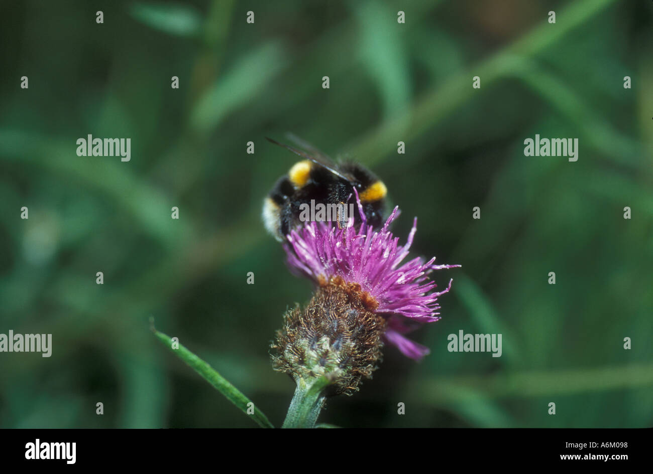 Bumble bee bumblebee on purple hardhead in english meadow England Wales ...