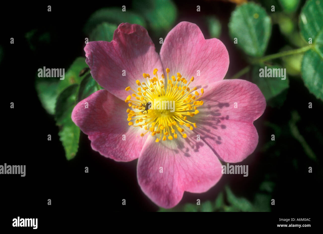England dog rose hi-res stock photography and images - Alamy