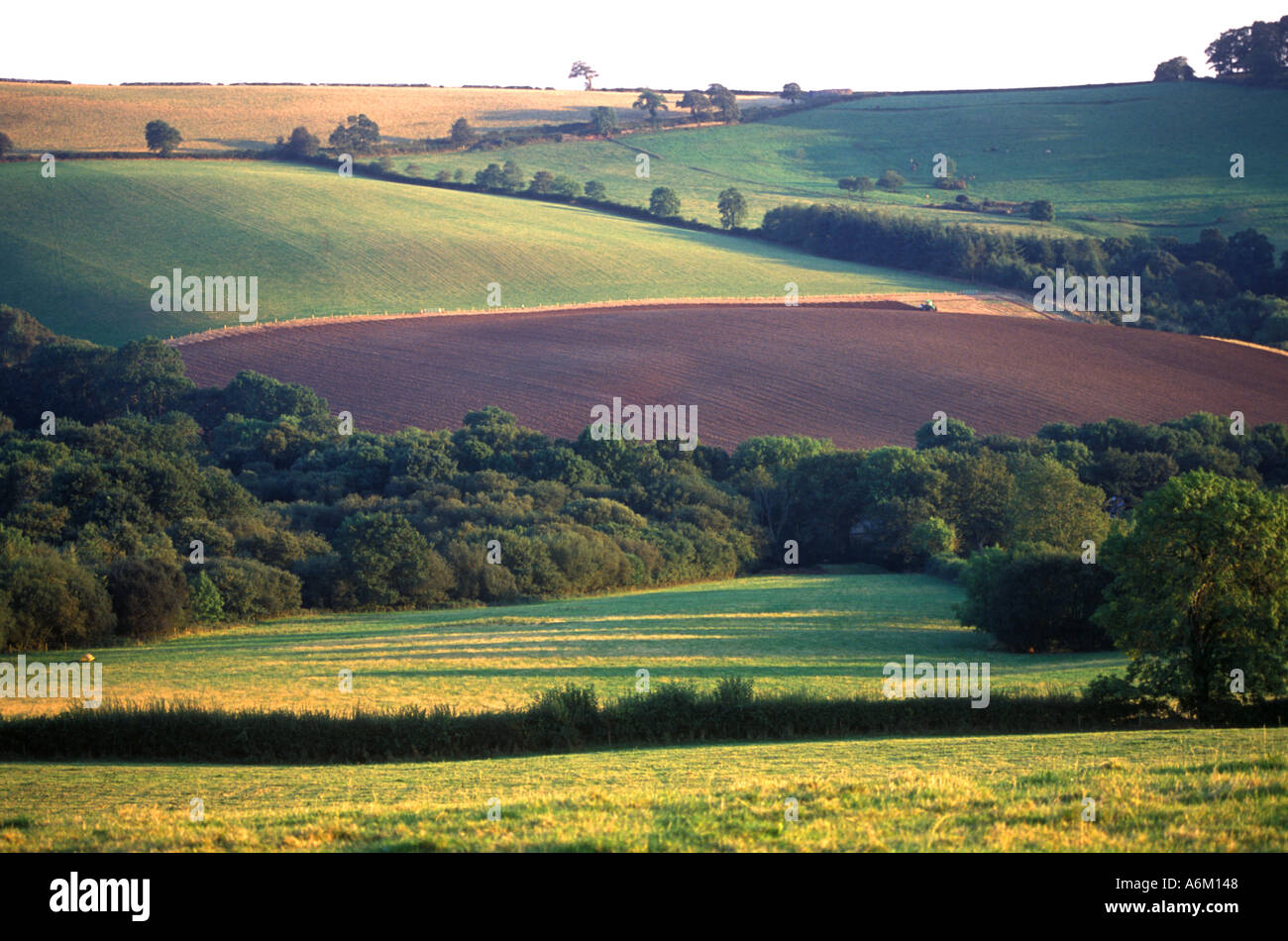 Rolling Hills and fields in Devon England Stock Photo - Alamy
