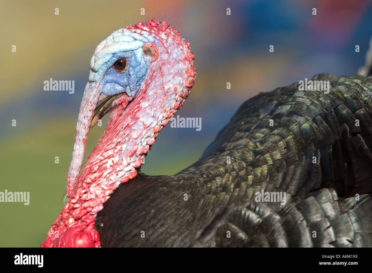 Free Range Turkey cross breed between a black and a bronze Stock Photo ...