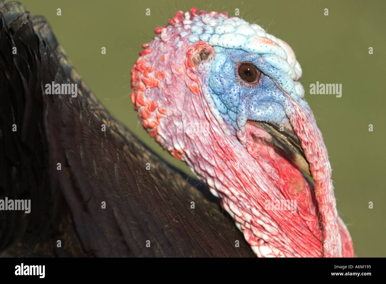 Free Range Turkey cross breed between a black and a bronze Stock Photo ...