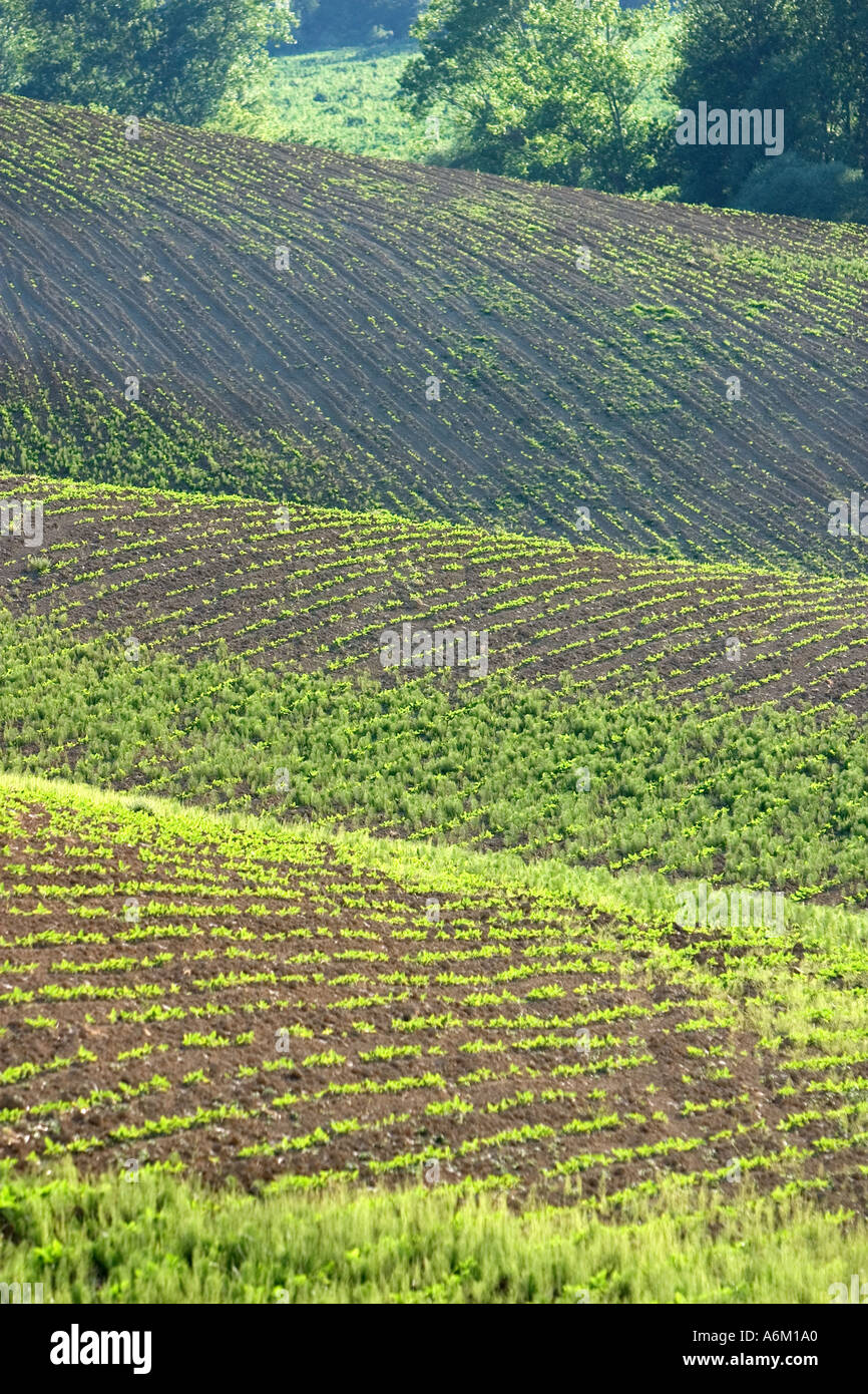 Crops growing in fertile farm hi-res stock photography and images - Alamy