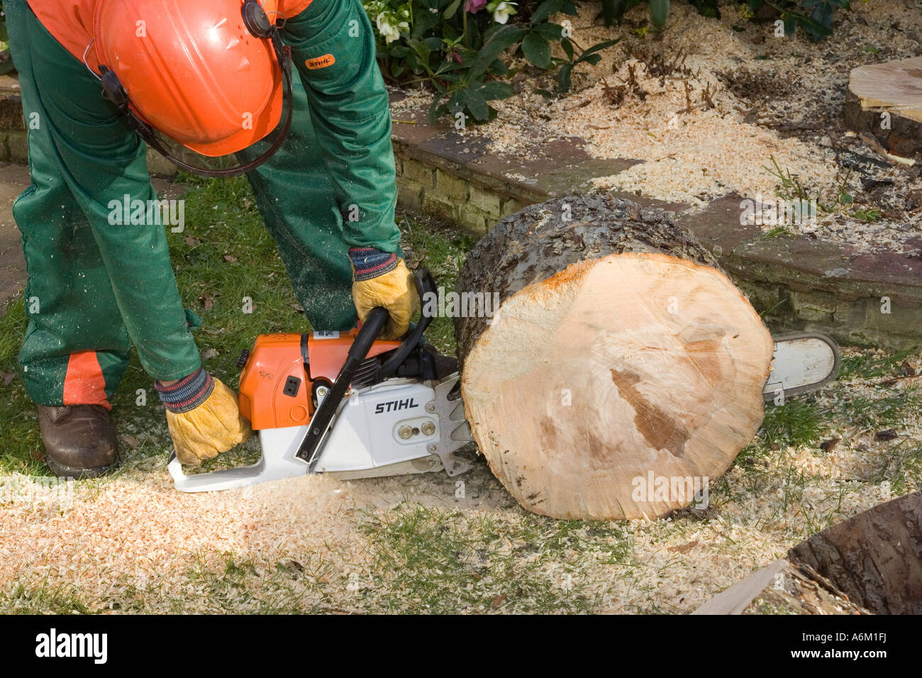 man using chainsaw to cut logs Stock Photo - Alamy
