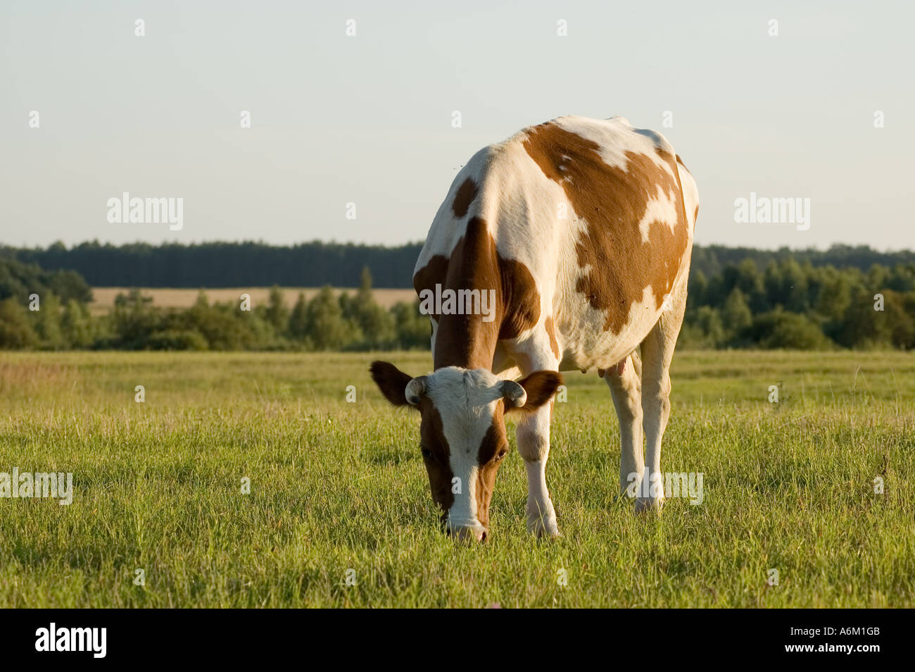 a cow standing on the meadow and pasturing Stock Photo - Alamy