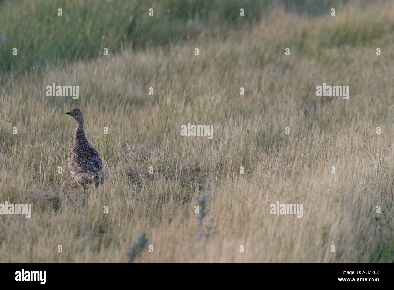 Sharp tailed Grouse in field in scenic Saskatchewan Canada Stock Photo ...