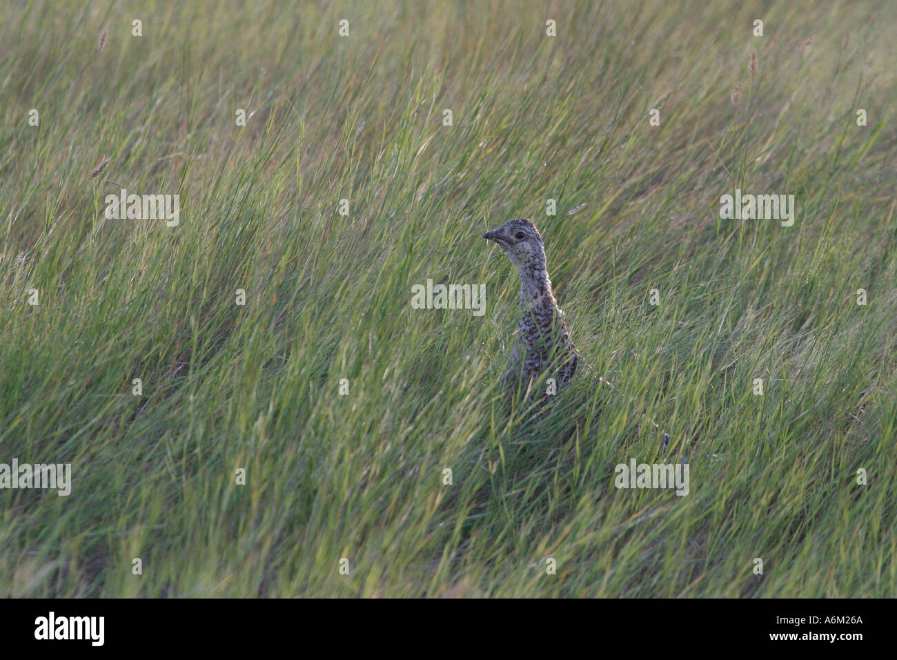 Sharp tailed Grouse in field in scenic Saskatchewan Canada Stock Photo ...