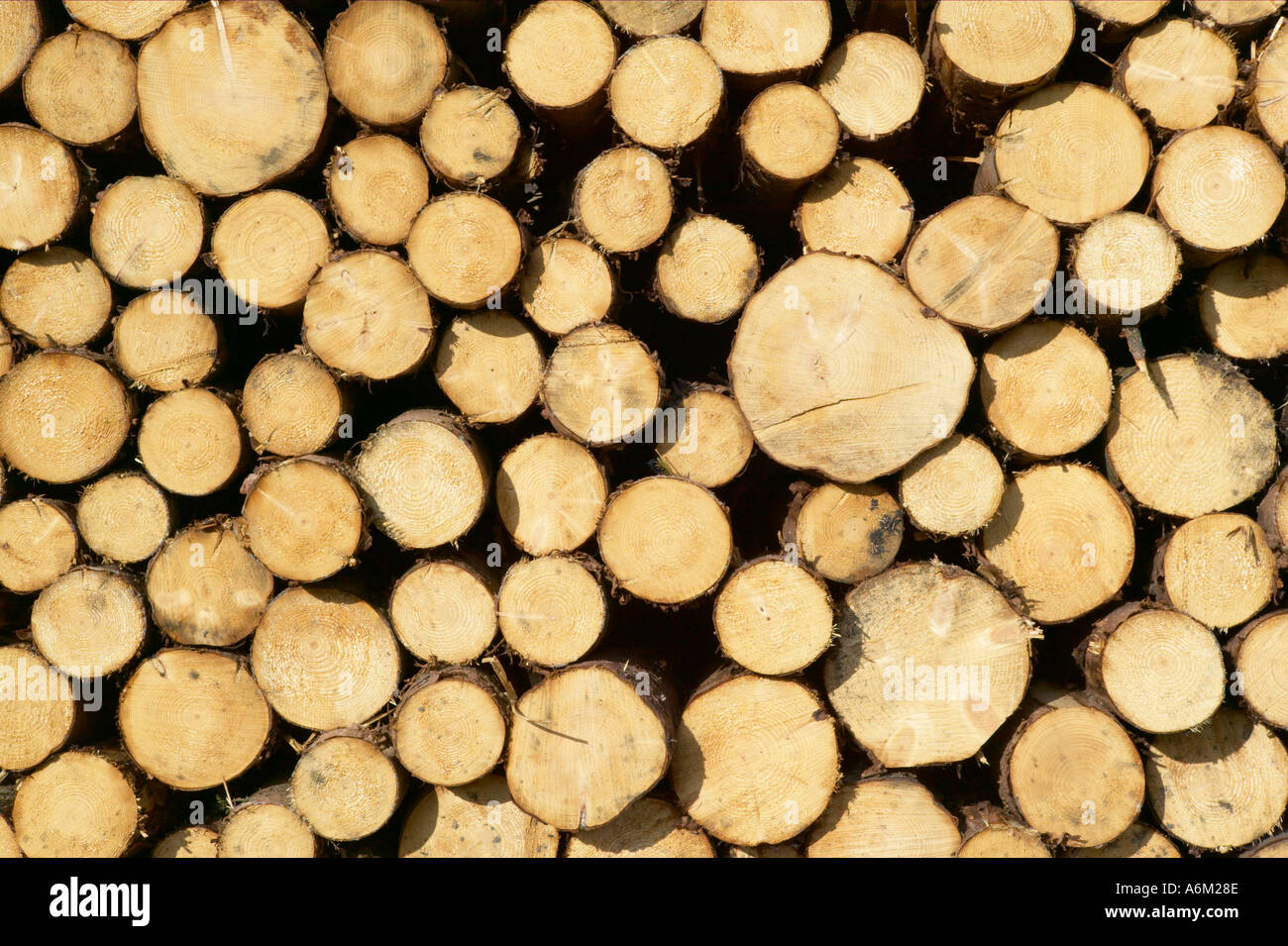 Scottish softwood stack hi-res stock photography and images - Alamy