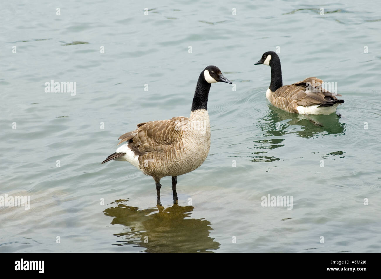 Canadian goose in the water Stock Photo - Alamy