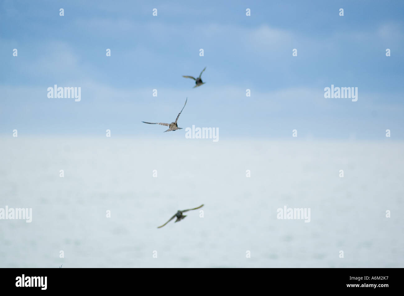 birds flying over the sea surface Stock Photo - Alamy