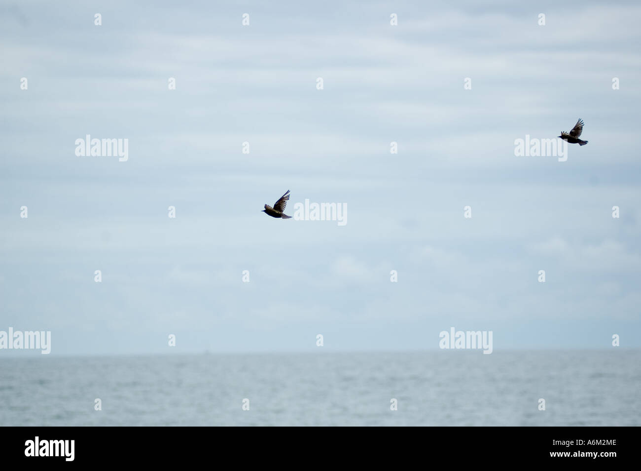 birds flying over the sea surface Stock Photo - Alamy