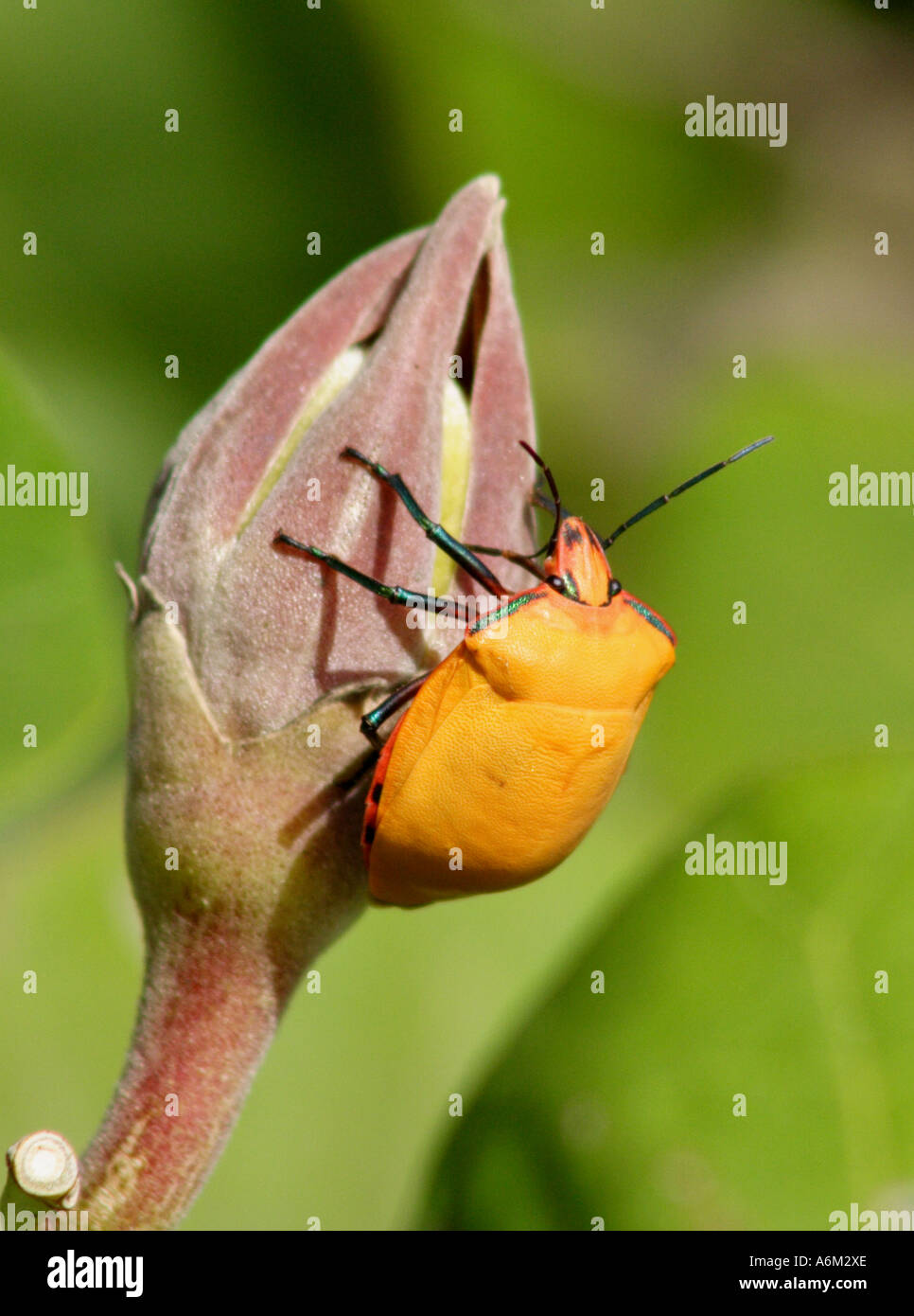 Harlequin stink bug hi-res stock photography and images - Alamy