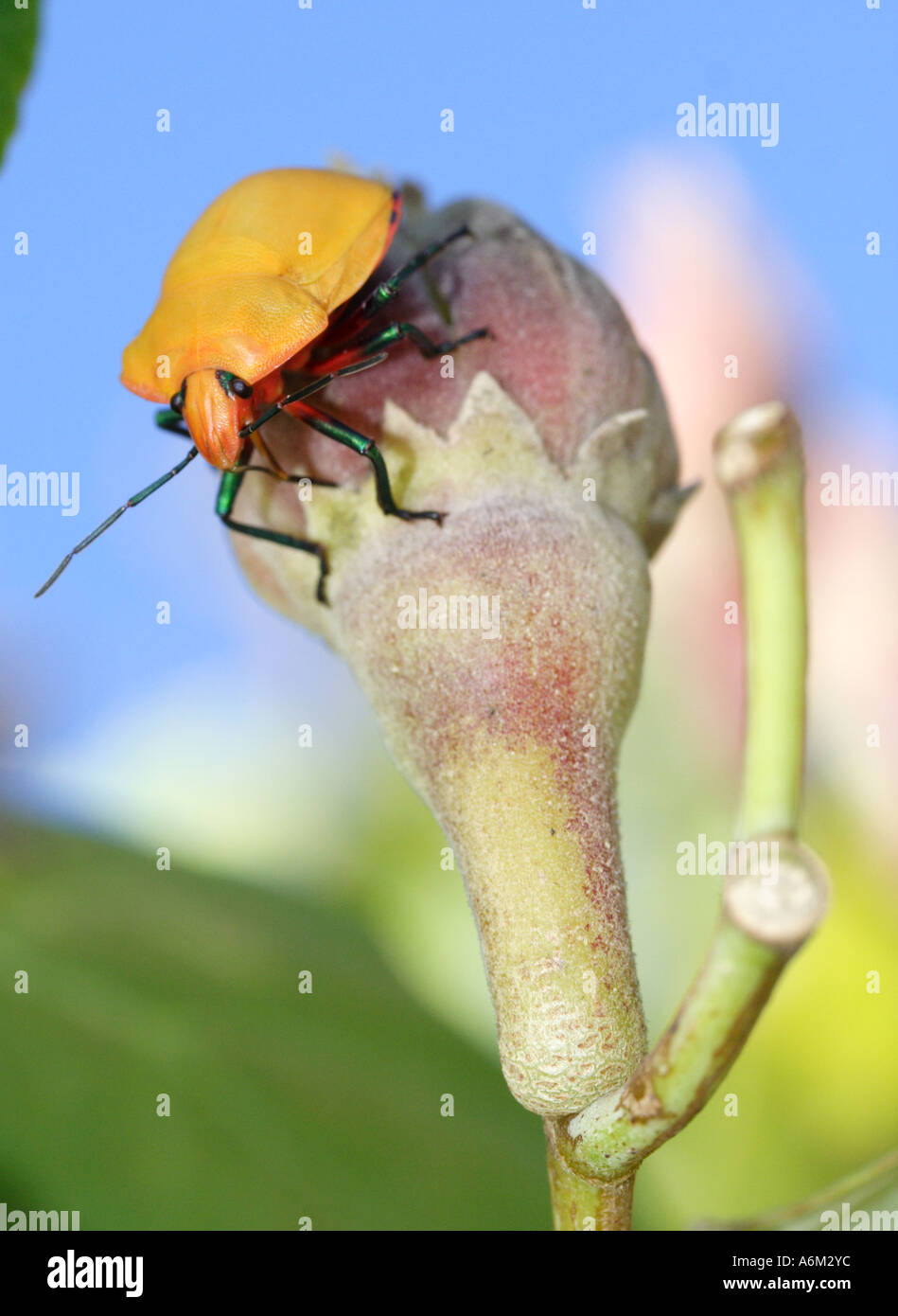 Harlequin stink bug hi-res stock photography and images - Alamy