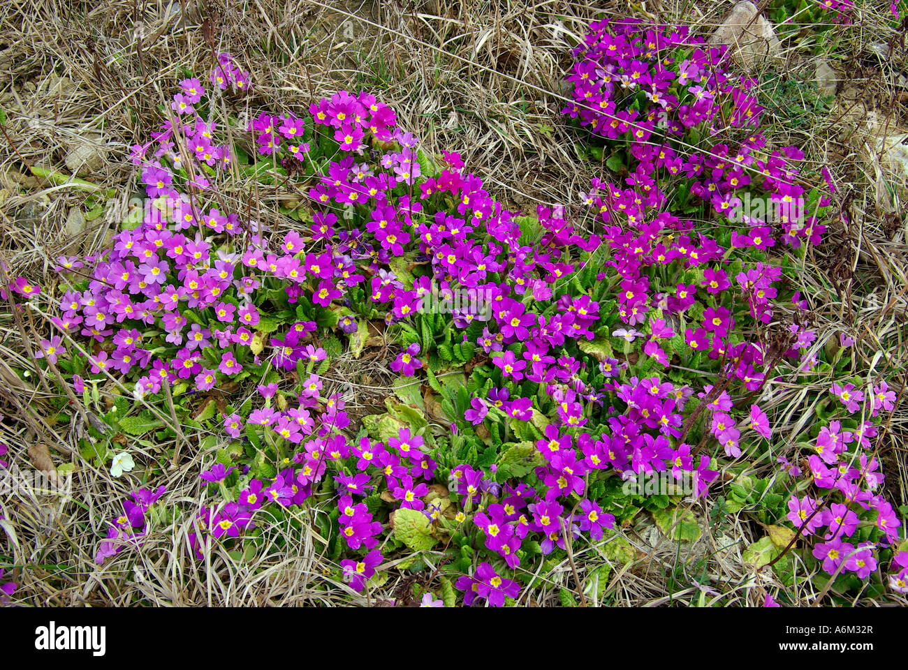 wild field flowers Stock Photo - Alamy