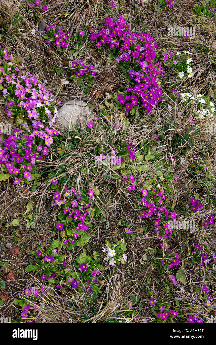 wild field flowers Stock Photo - Alamy