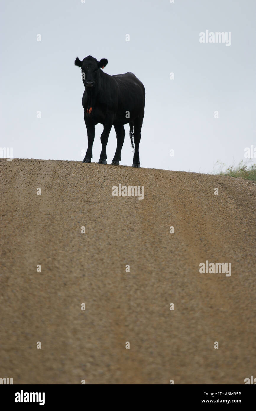 Cow crossing the road in scenic Saskatchewan in Western Canada Stock ...