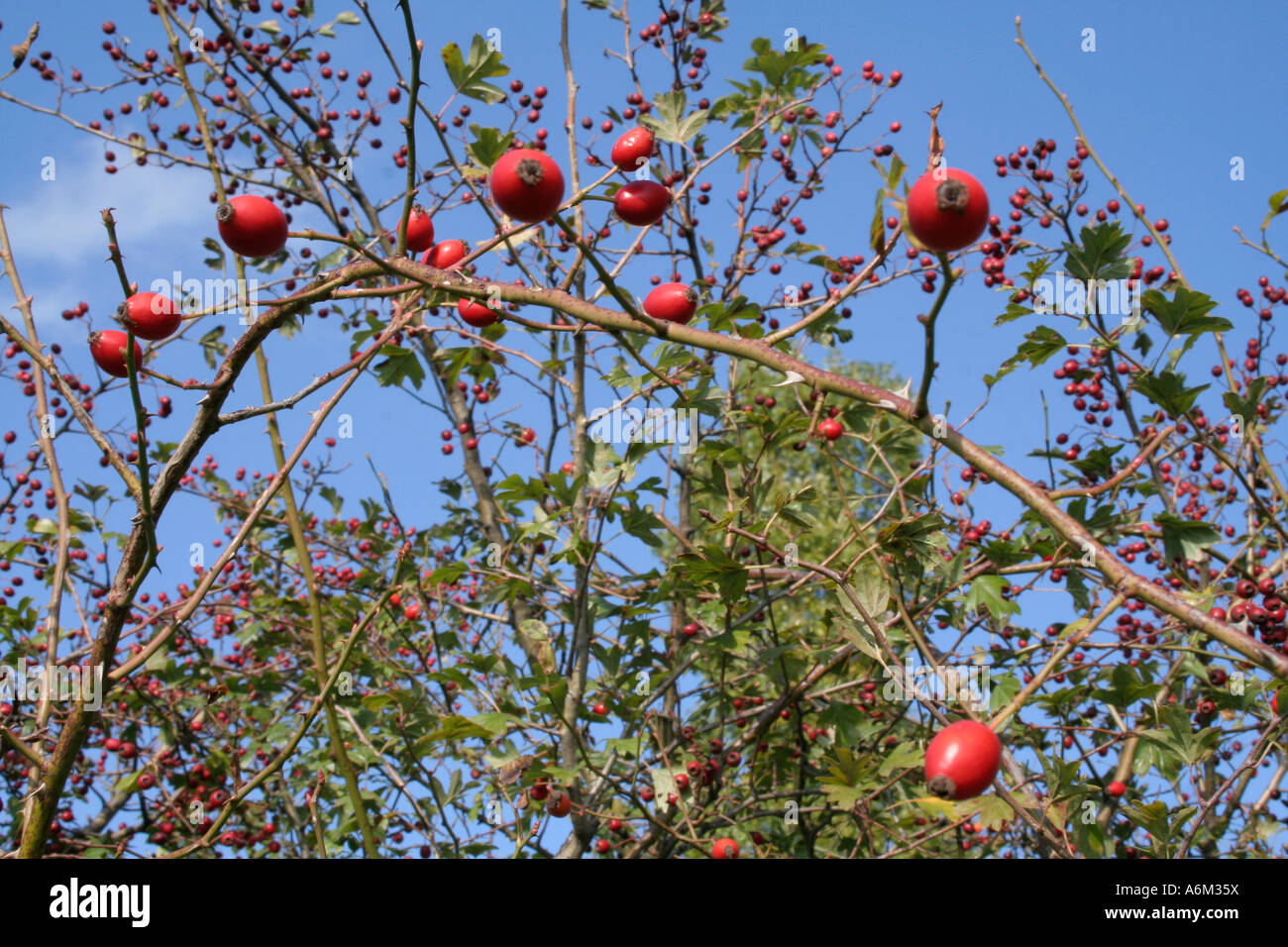 The brier hi-res stock photography and images - Alamy