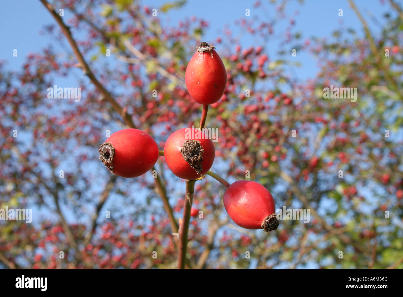 Brier hi-res stock photography and images - Alamy