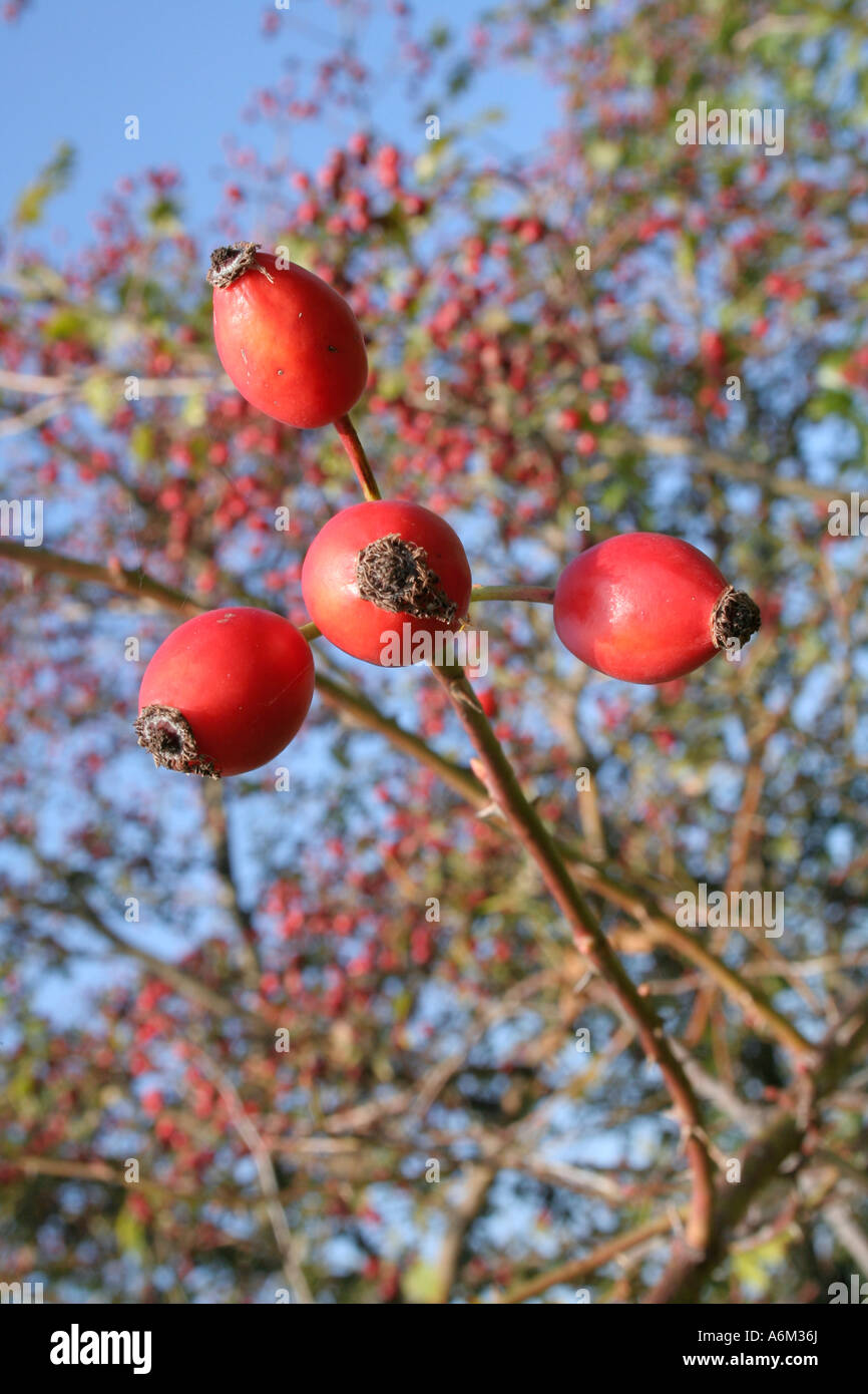 Brier hi-res stock photography and images - Alamy