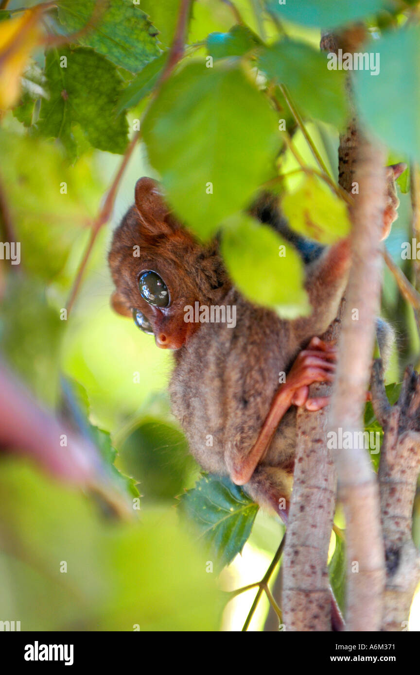 Small Philippine tarsier Monkey in Philippines Bohol Stock Photo - Alamy