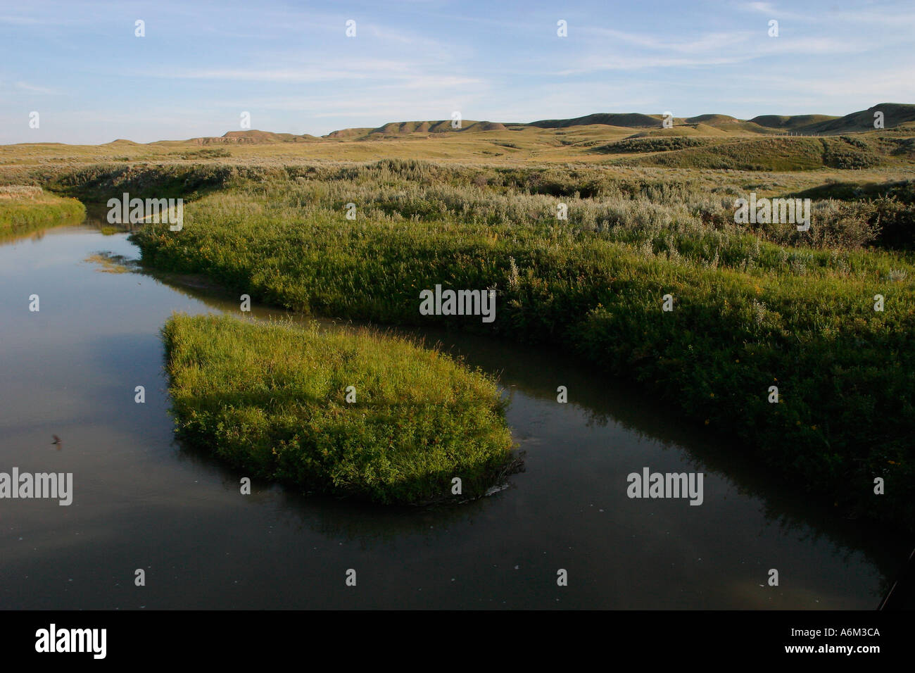 Saskatchewan native plants hi-res stock photography and images - Alamy