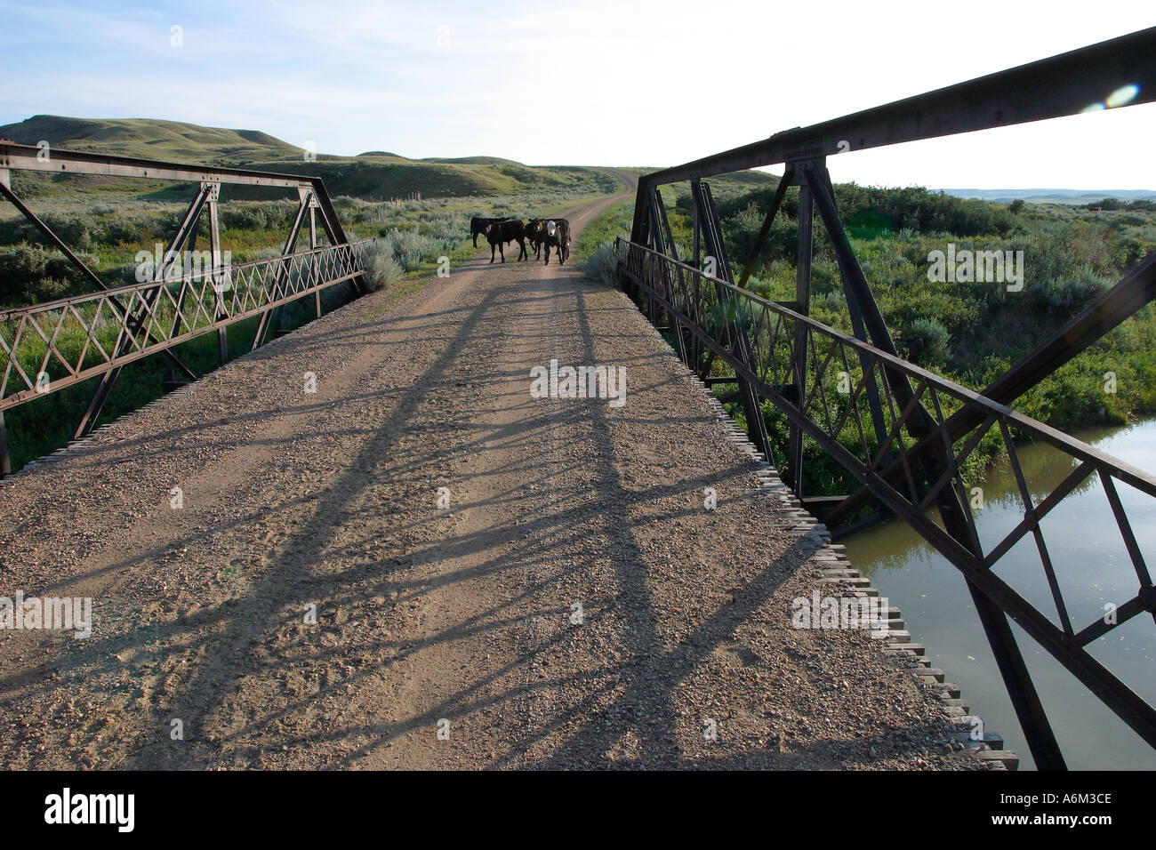 Cattle looking across a bridge over the Wood River near Old Wives Lake ...