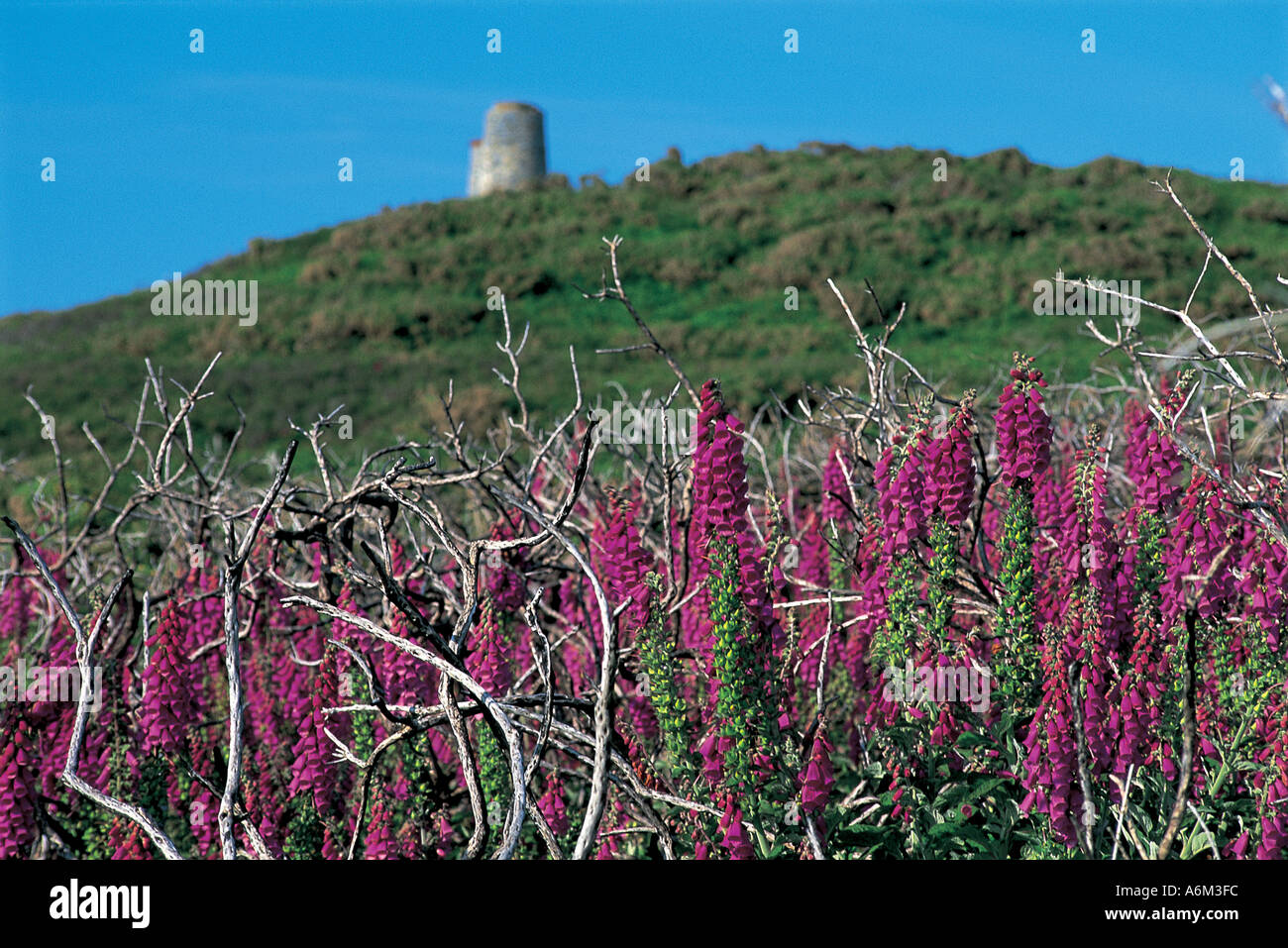 Stepping on flowers hi-res stock photography and images - Alamy