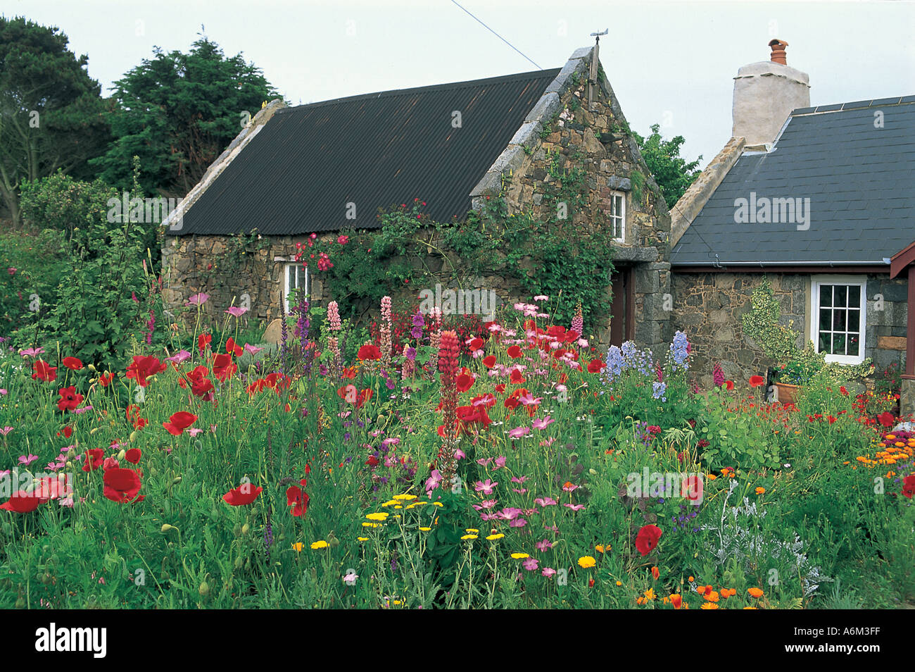 Wild and cultivated flowers on Sark Stock Photo - Alamy