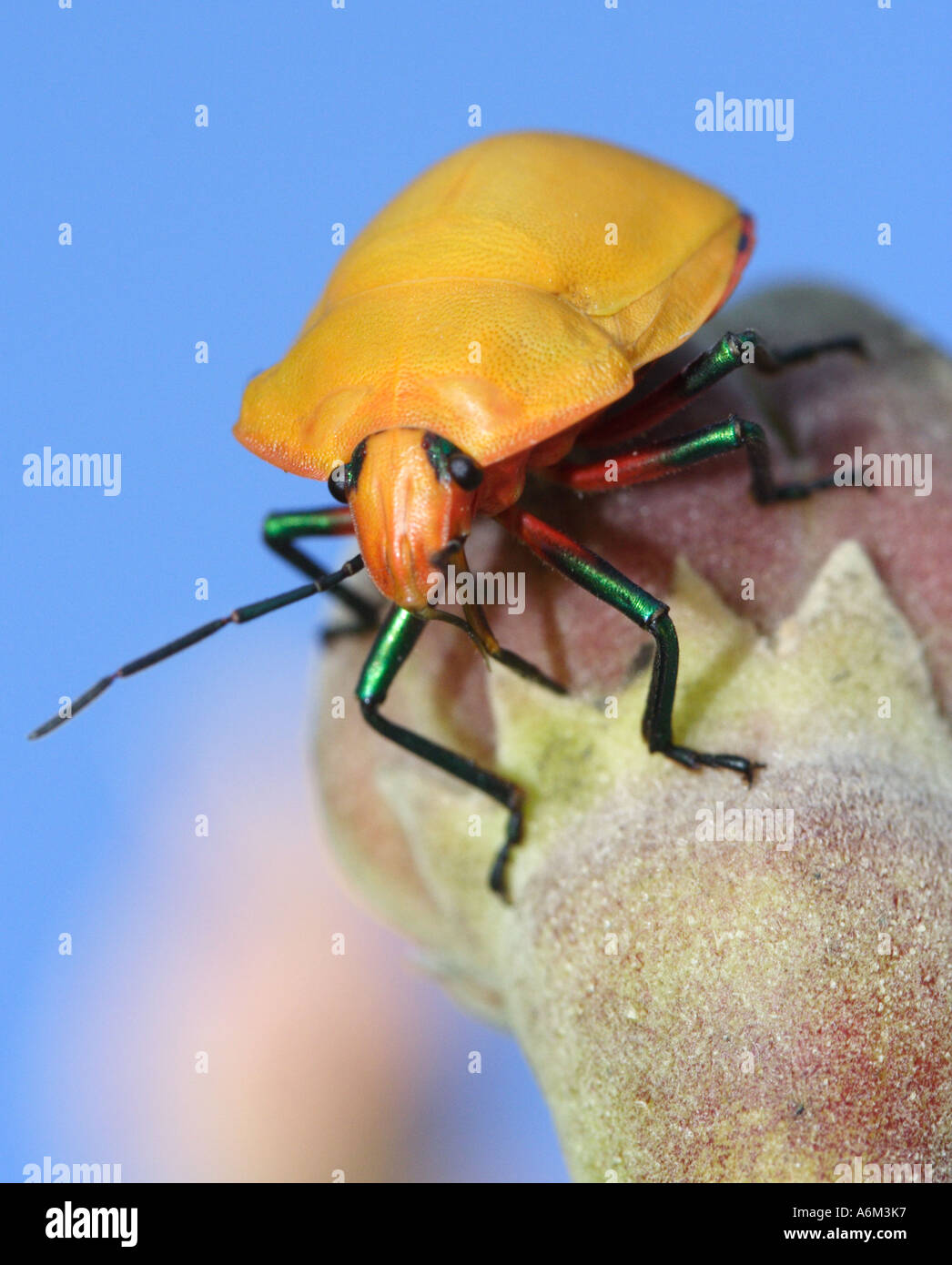 Harlequin stink bug hi-res stock photography and images - Alamy