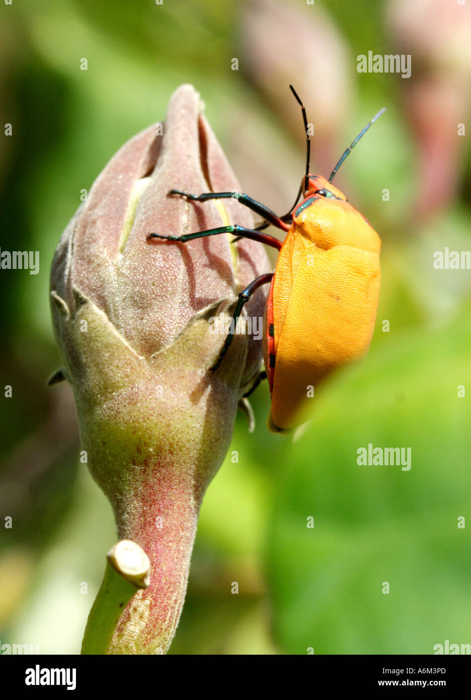 Harlequin stink bug hi-res stock photography and images - Alamy