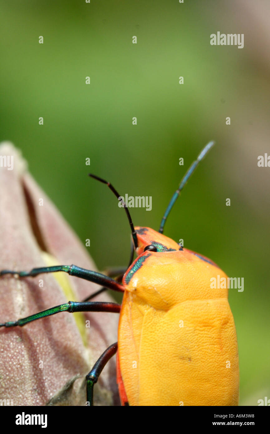 Harlequin stink bug hi-res stock photography and images - Alamy