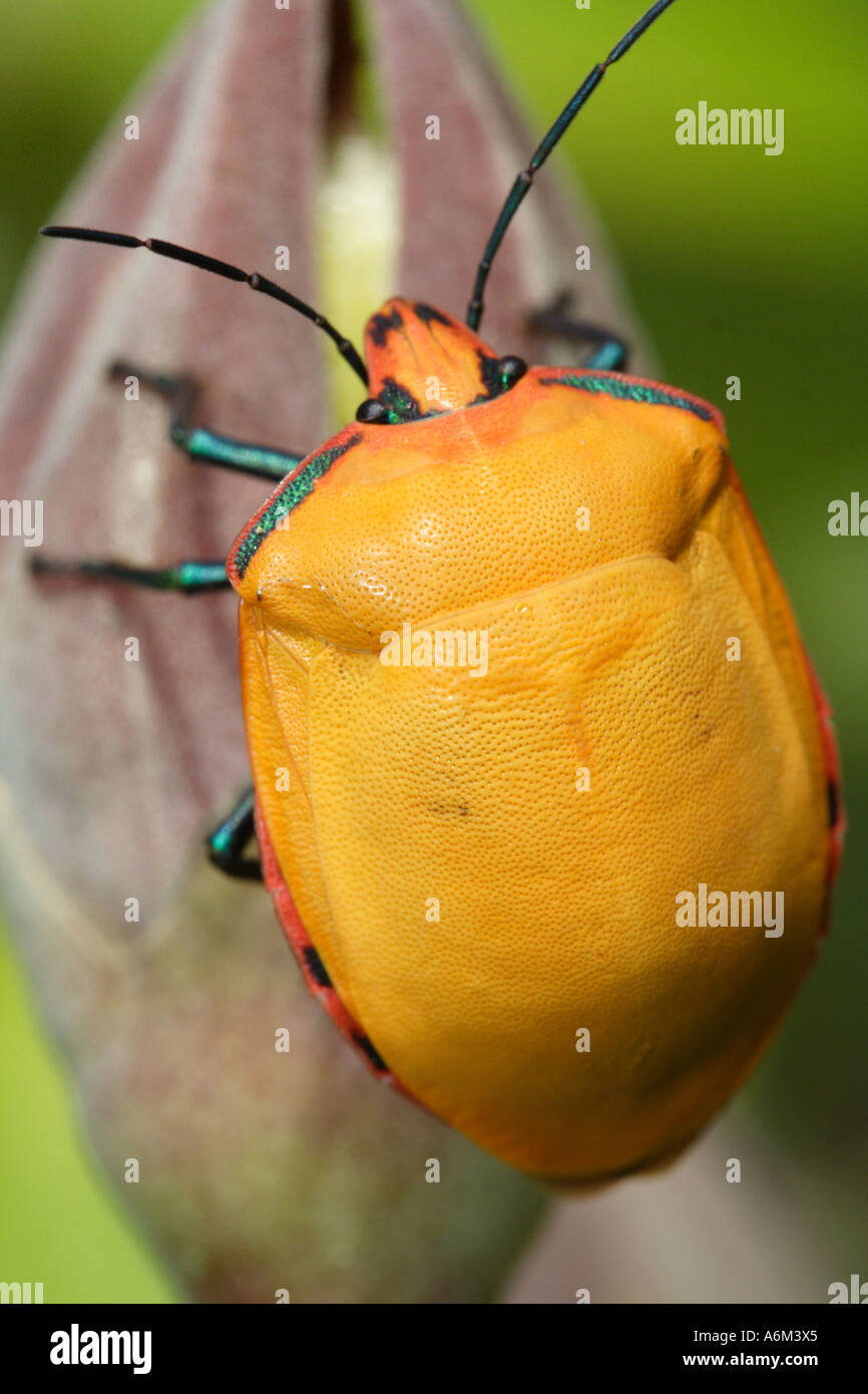 Harlequin stink bug hi-res stock photography and images - Alamy