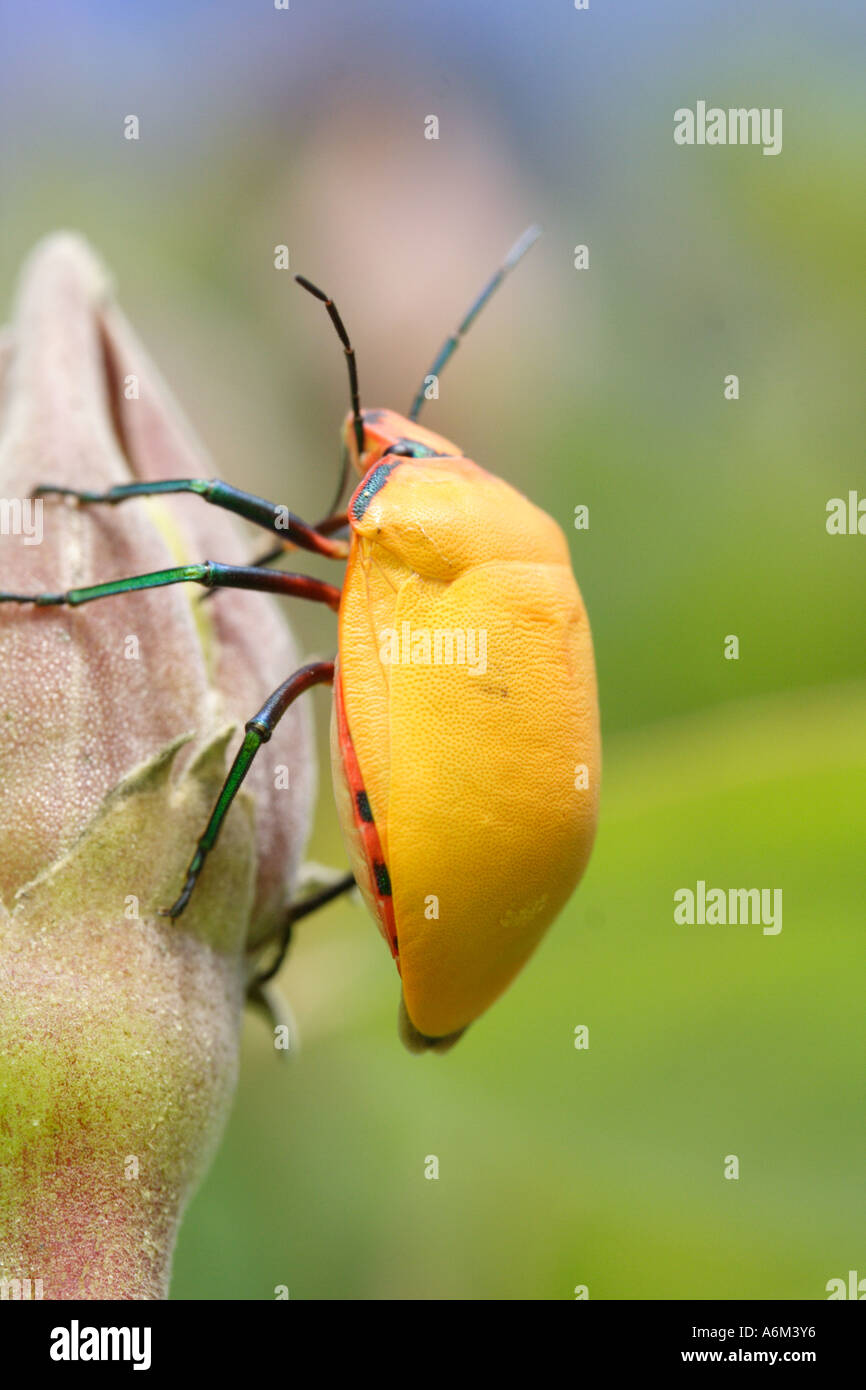 Harlequin stink bug hi-res stock photography and images - Alamy