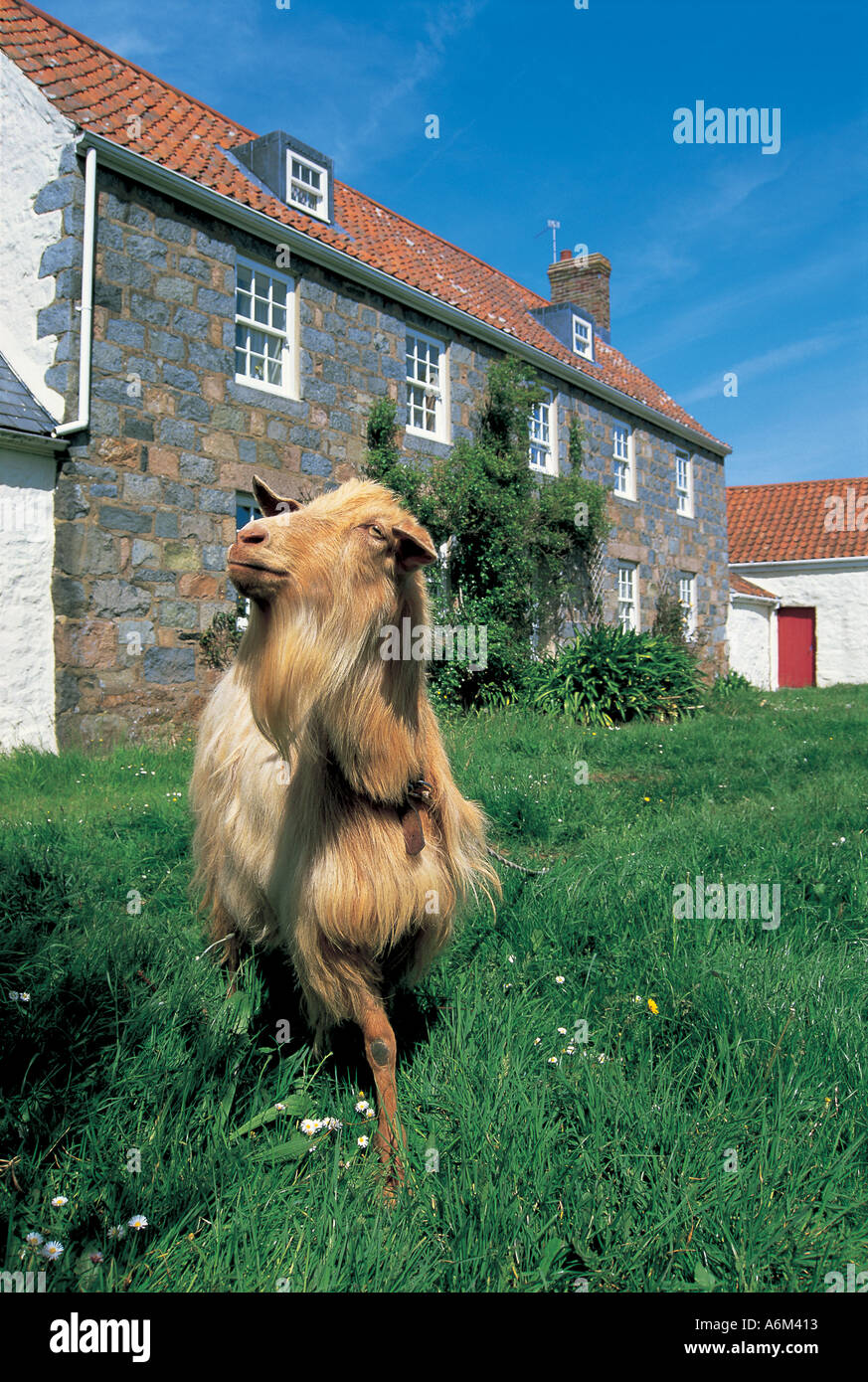 Golden guernsey goat hi-res stock photography and images - Alamy