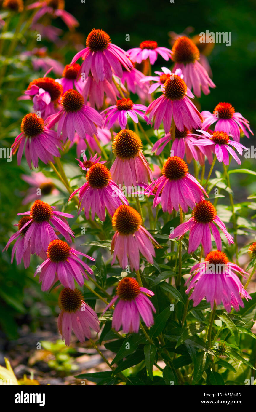 Echinacea purpurea Ruby Giant Stock Photo - Alamy