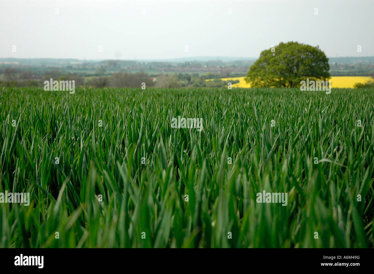 View over field of crop in spring in Oxfordhsire England United Kingdom ...