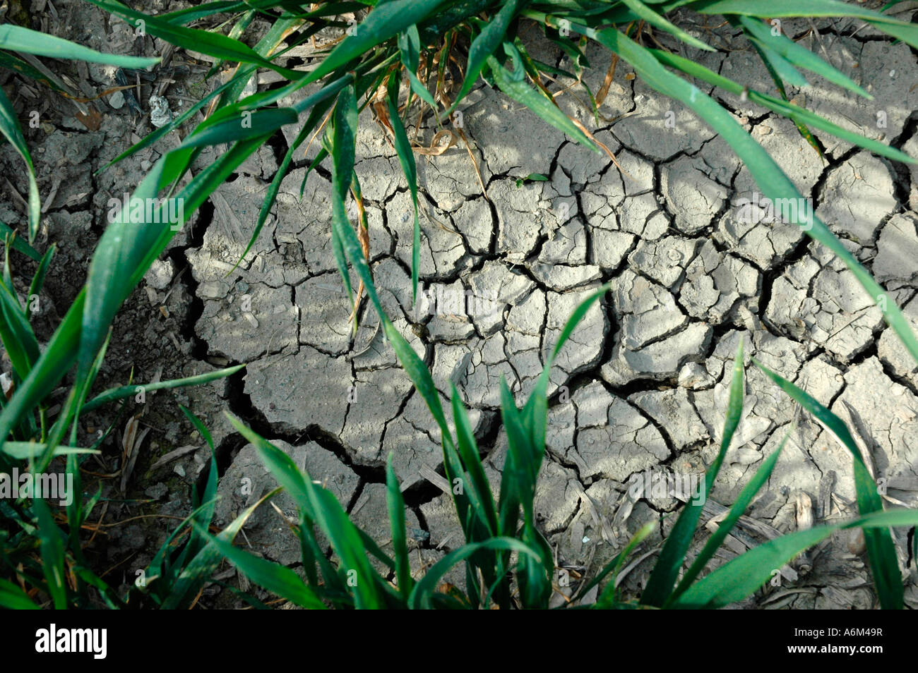 New crop and dried earth mud drought in field in England, UK Stock ...
