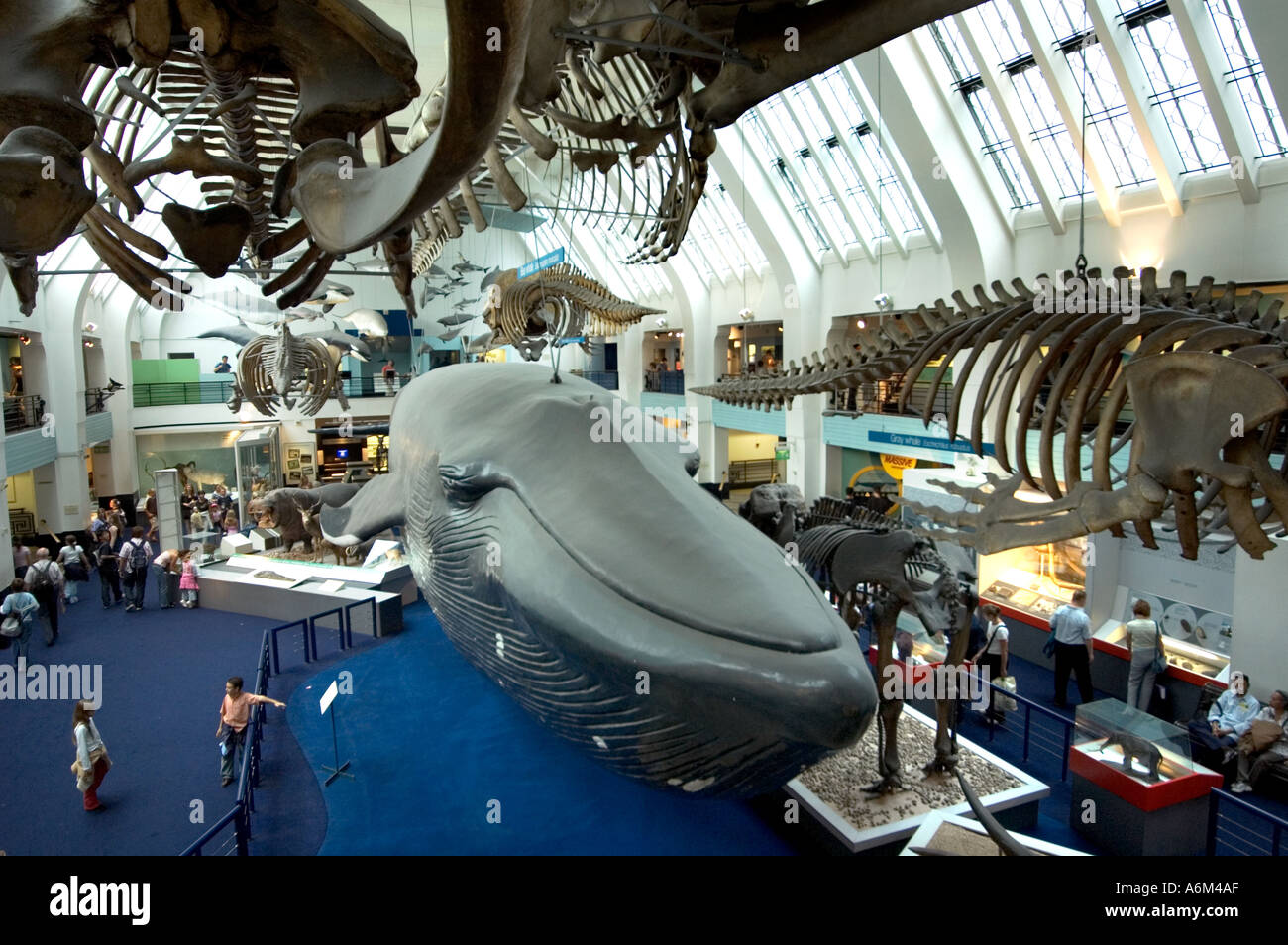 Large animal display at the Natural History Museum London Stock Photo ...