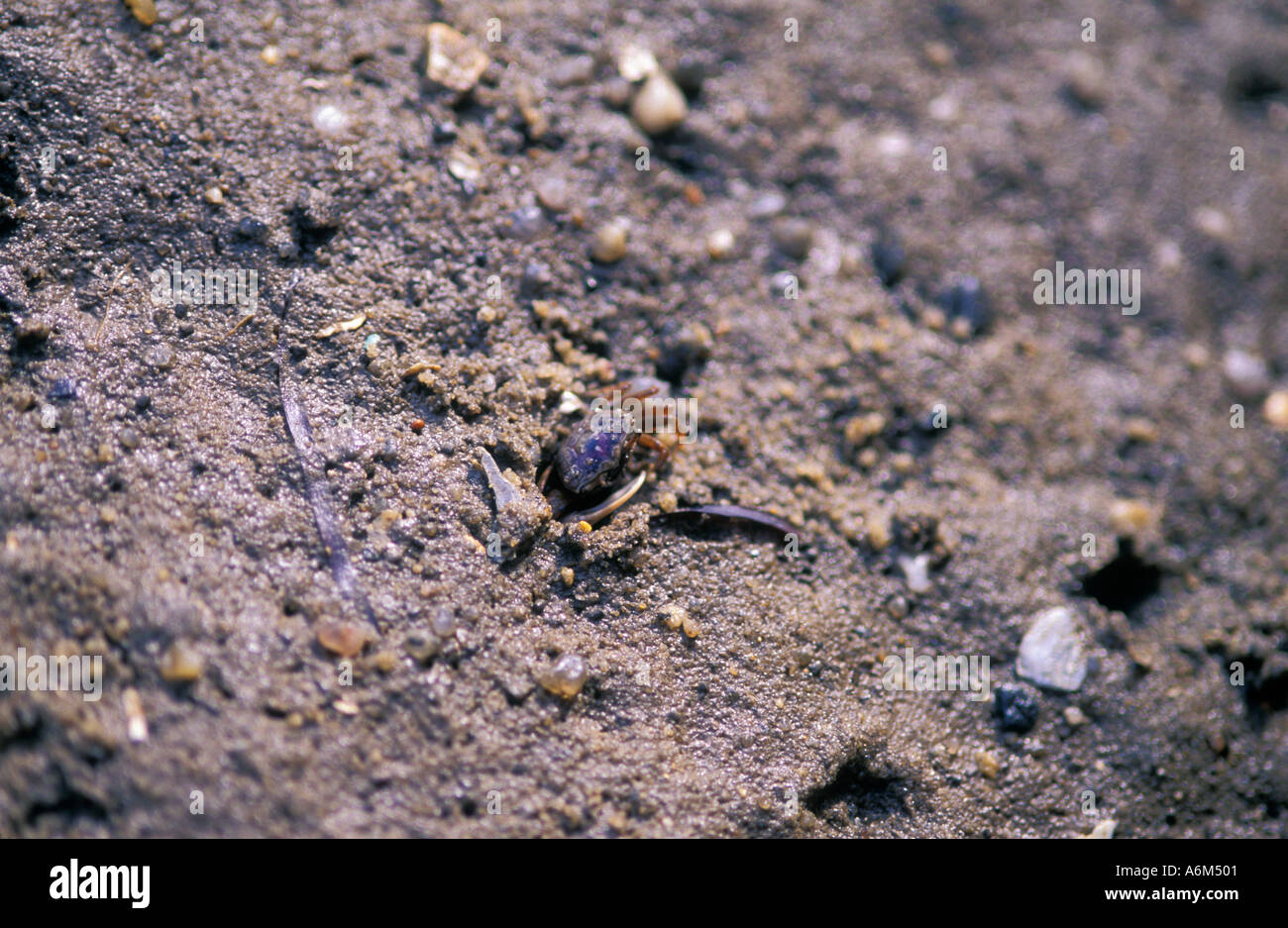 Fiddler crab in hole Stock Photo - Alamy