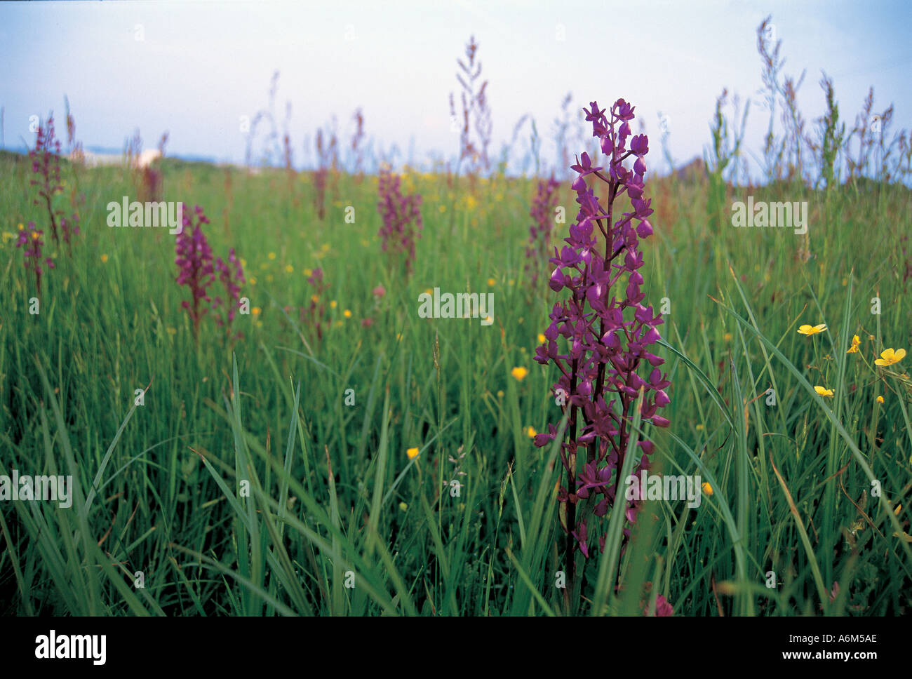 Guernsey wild flowers hi-res stock photography and images - Alamy