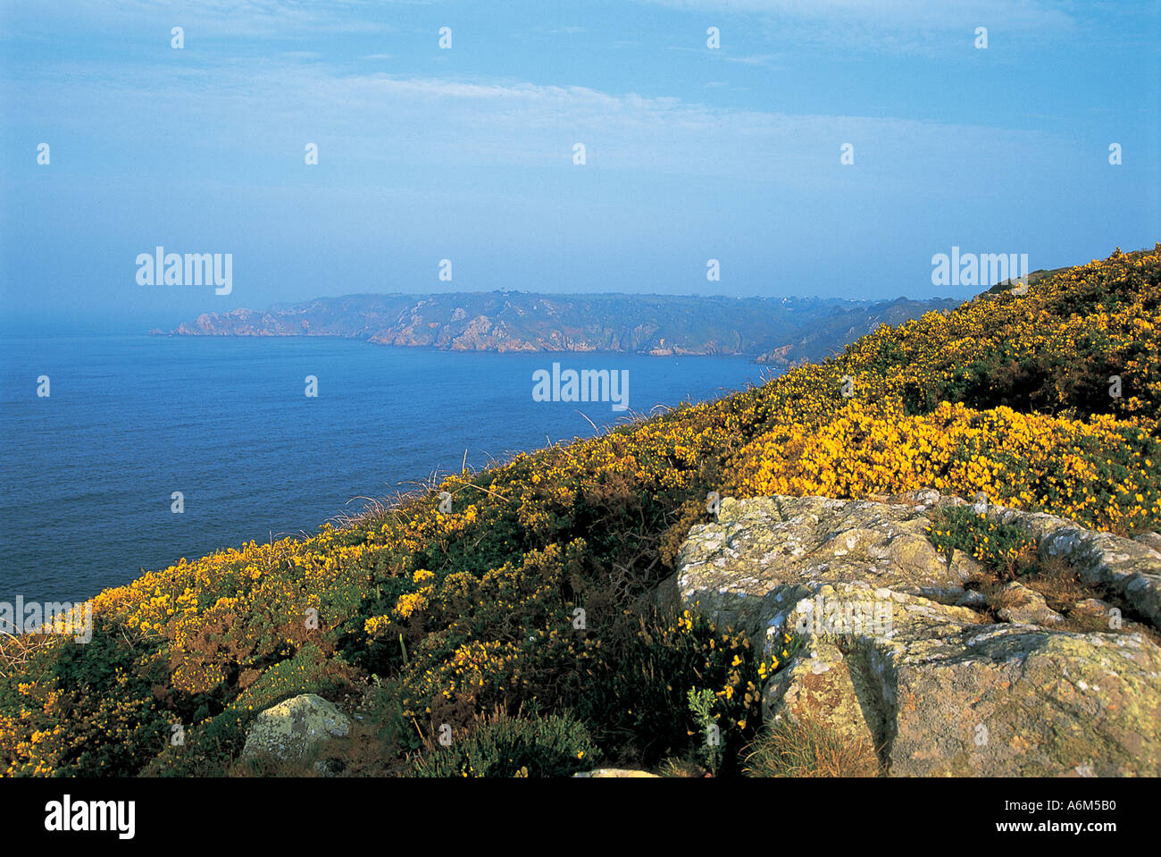 Guernsey wild flowers hi-res stock photography and images - Alamy