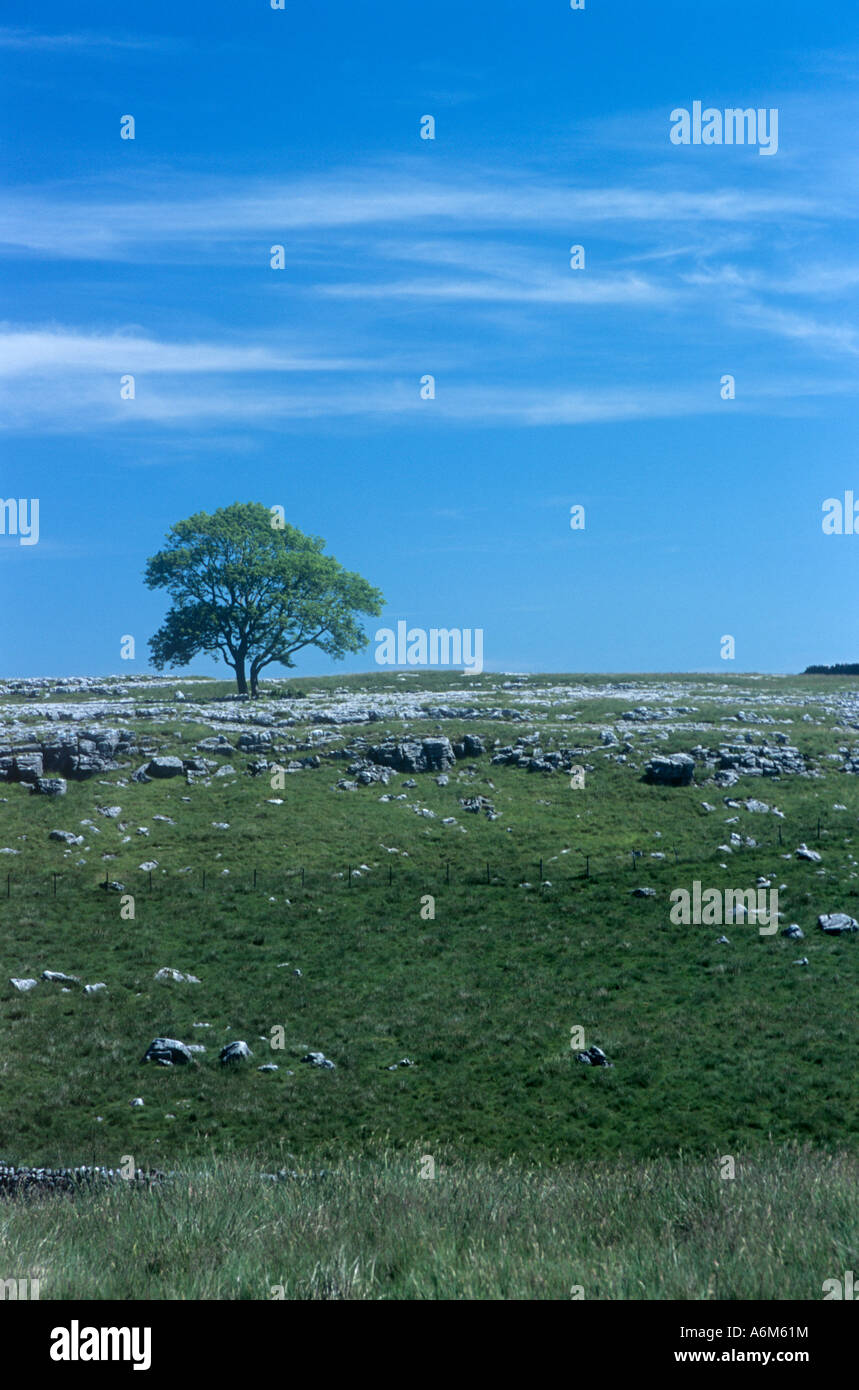 Malham Moor Limestone Pavement High Resolution Stock Photography and ...