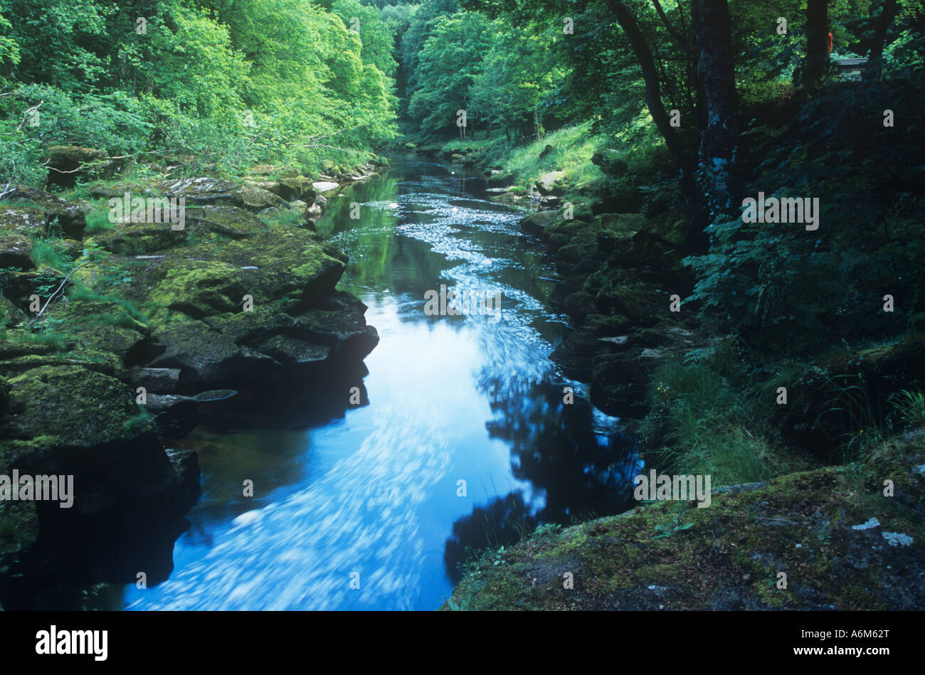 Strid woods Yorkshire Dales National Park UK Stock Photo - Alamy