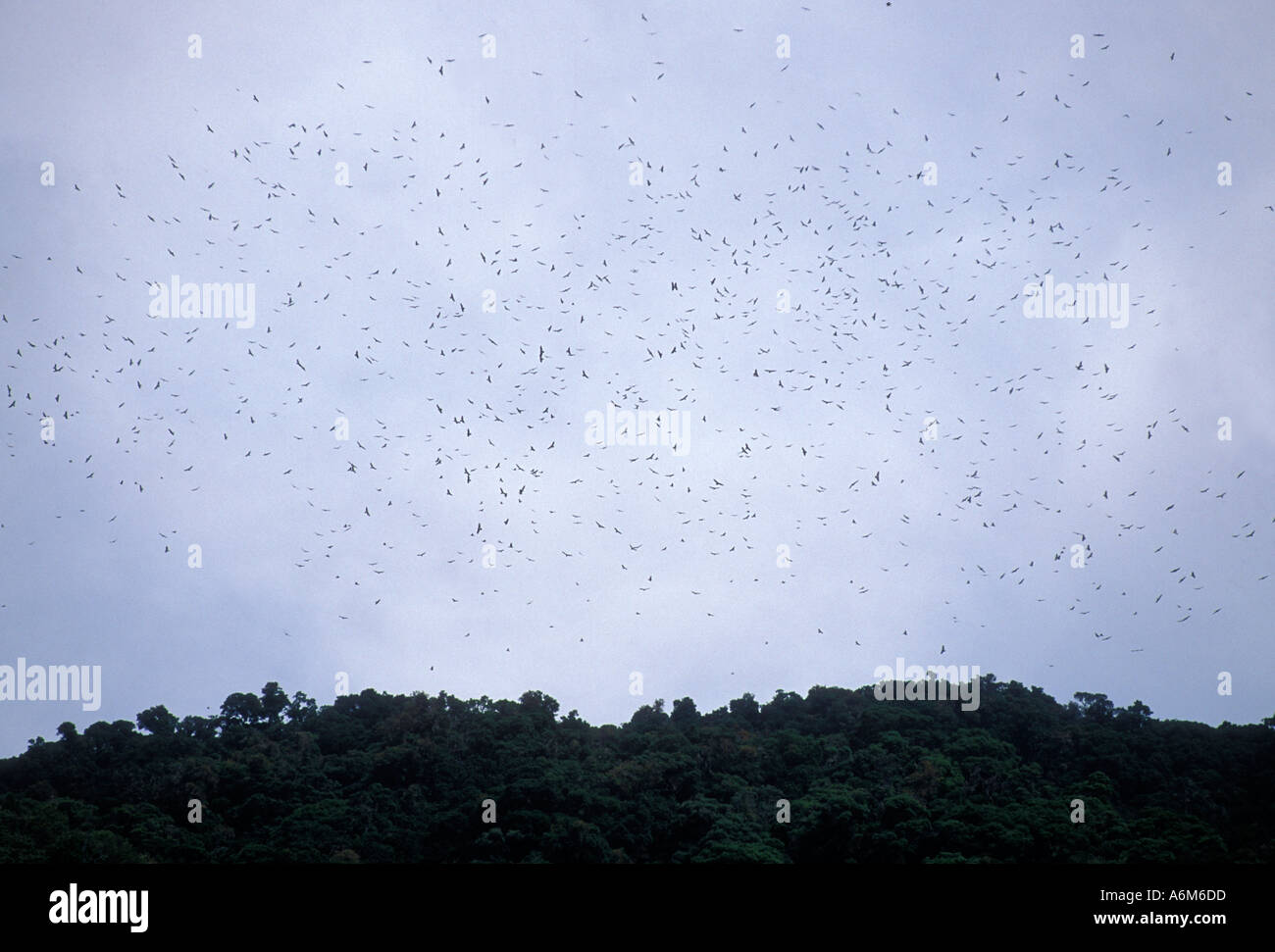 Hawk migration hi-res stock photography and images - Alamy